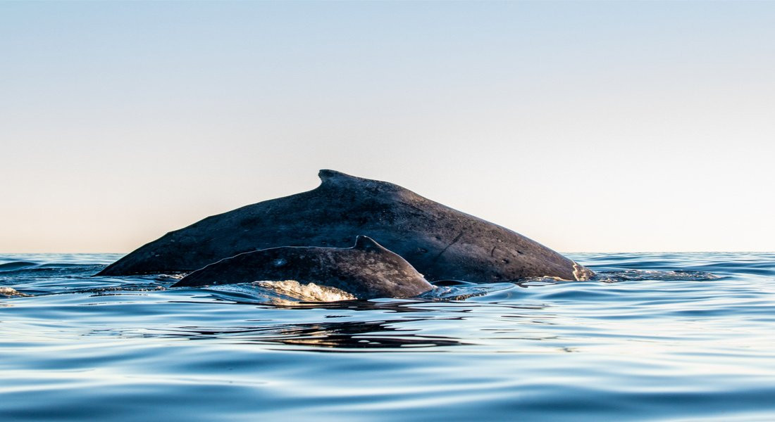 Où voir les baleines au Québec : Tadoussac, Gaspésie, Côte-Nord