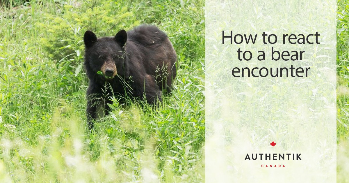 What to do if you encounter a bear ? | Authentik Canada
