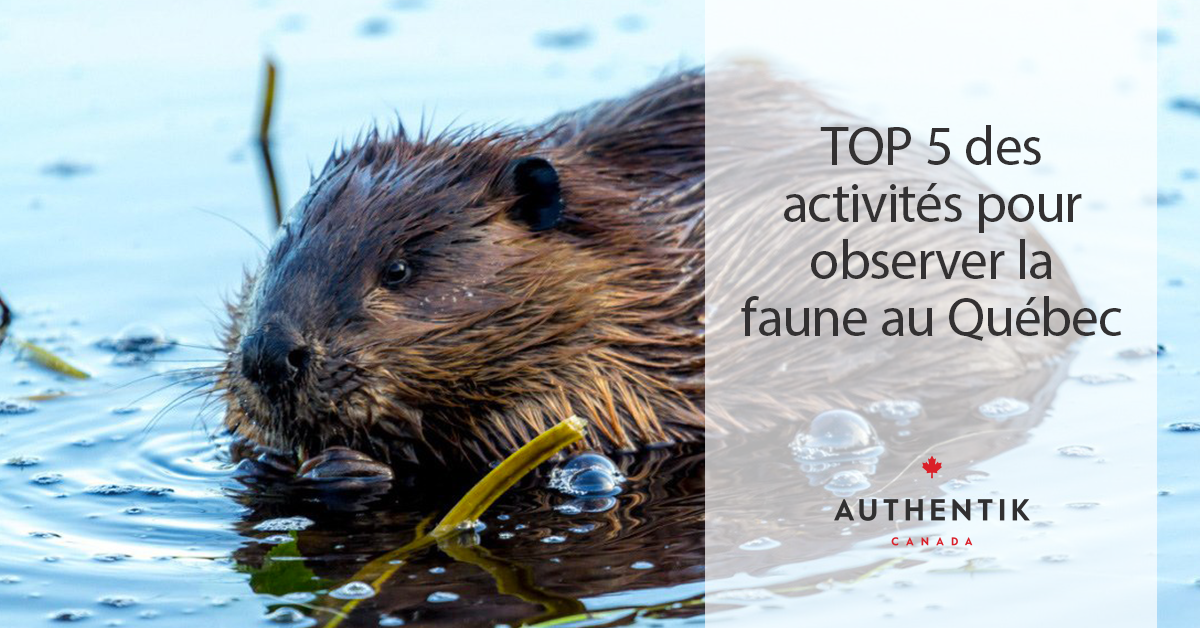 Les 5 meilleures activités pour observer la faune au Québec