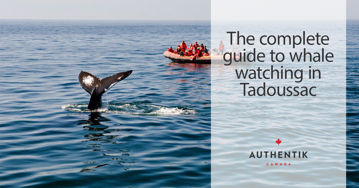 Whale watching in Tadoussac : tips and infos
