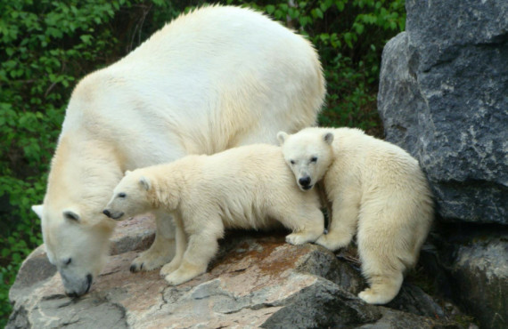 Les 5 meilleures activités pour observer la faune au Québec